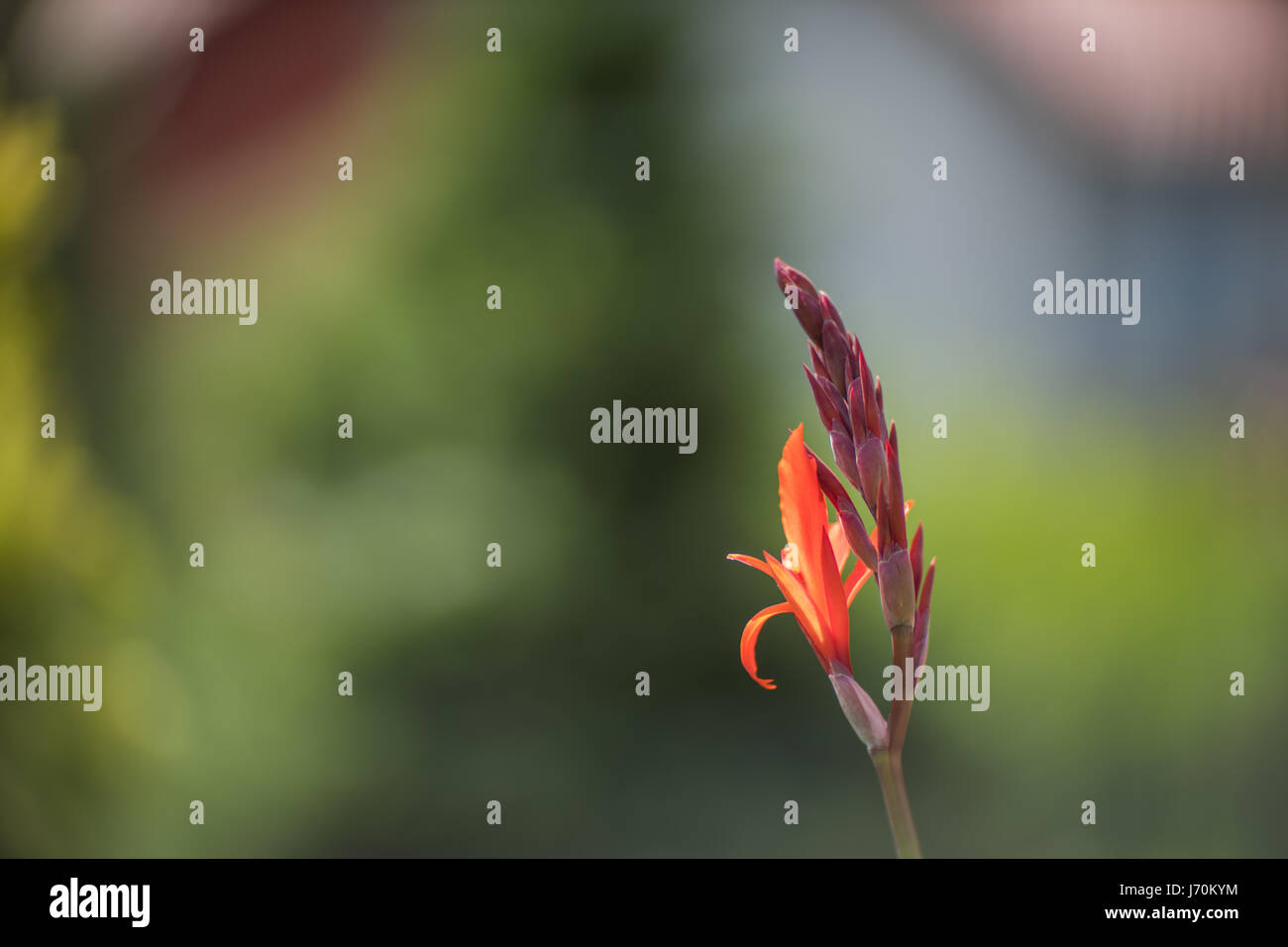 Canna Kanna flower Stock Photo - Alamy