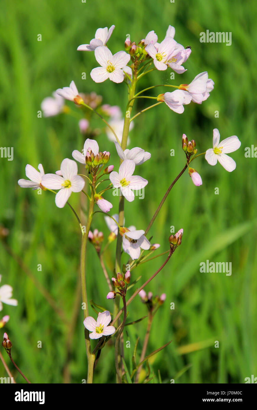 flower plant green spring meadows bitter cress meadow flower plant ...