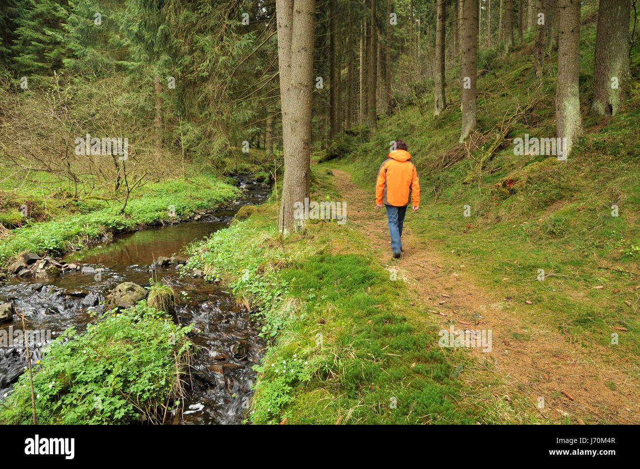 forest - stroll Stock Photo - Alamy