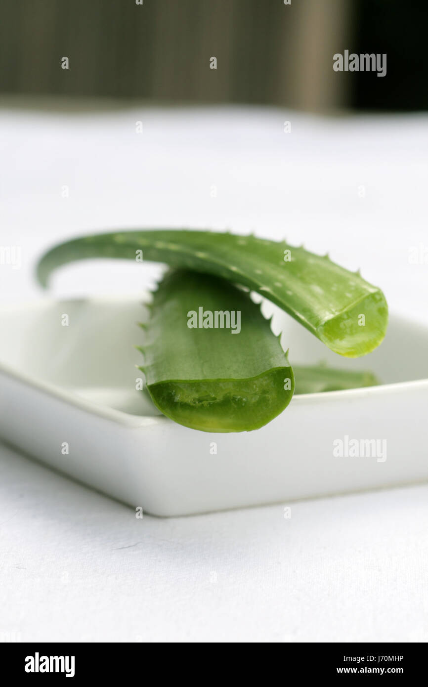 Aloe vulgaris hi-res stock photography and images - Alamy