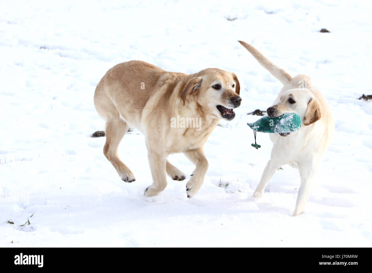 two playing labrador retriever in the snow Stock Photo - Alamy