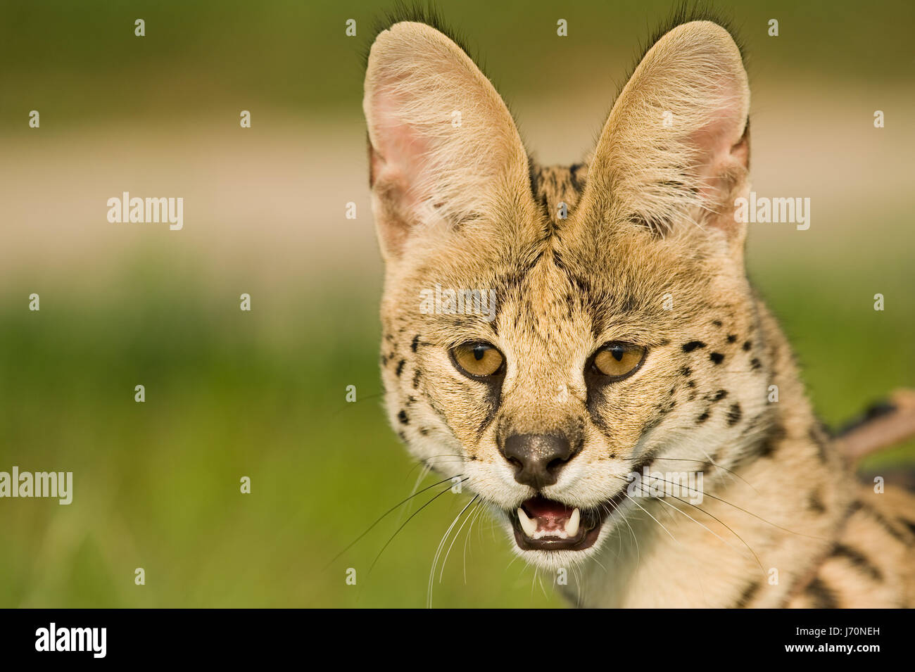 Serval cat skin hi-res stock photography and images - Alamy