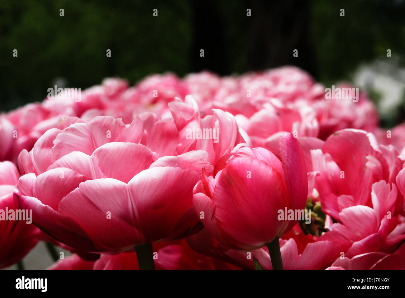 Tulip 'claudia' flowers at Keukenhof gardens Stock Photo - Alamy