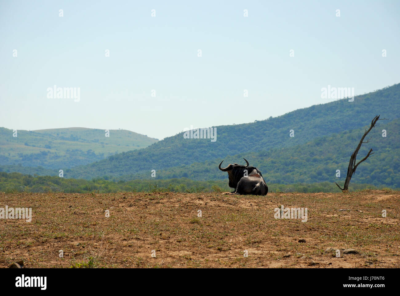 bull outside south africa livestock day during the day rear view cattle ...