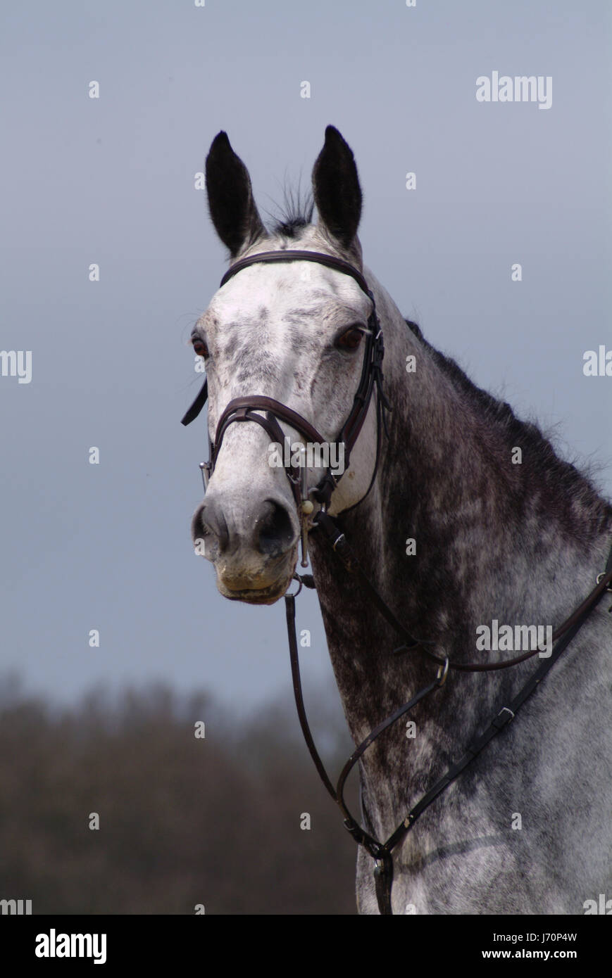 horse animal animals horses hunt fox dappled hunting chase grey gray ...