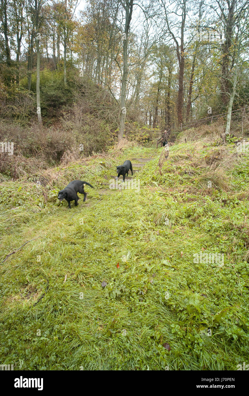 humans human beings people folk persons human human being black swarthy ...