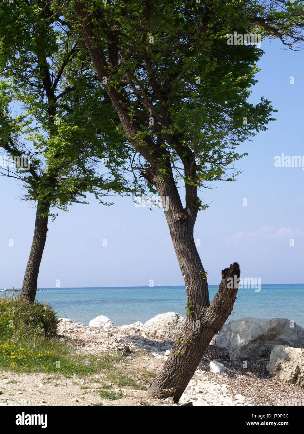 Trees on shoreline on path to Mitsis Roda Beach Hotel, Roda, Corfu ...