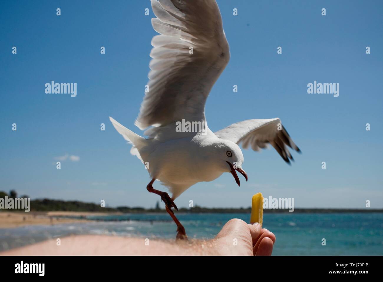 flight bird birds tame wildlife hungry captured grab feed interaction ...