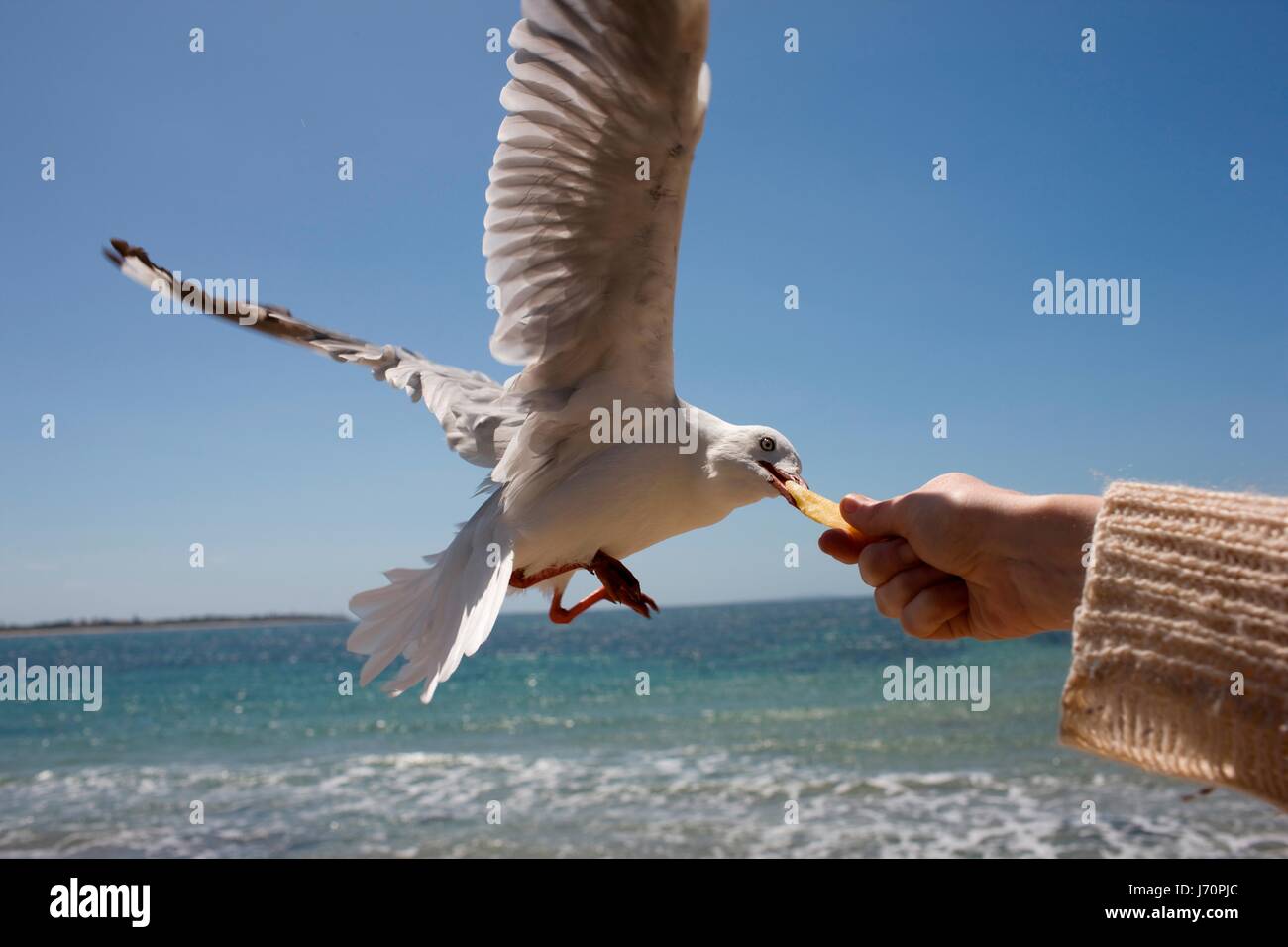 flight bird birds tame wildlife hungry captured grab feed interaction ...
