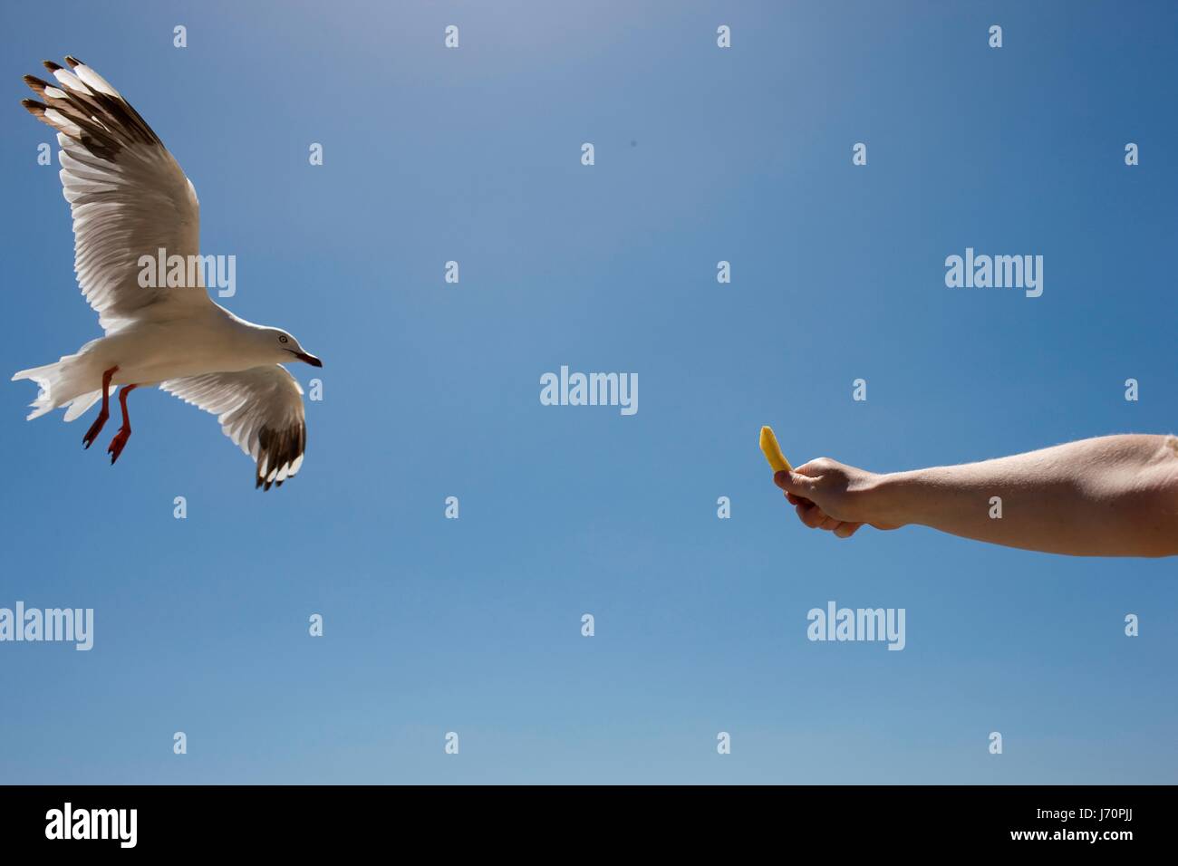 flight bird birds tame wildlife hungry captured grab feed interaction ...