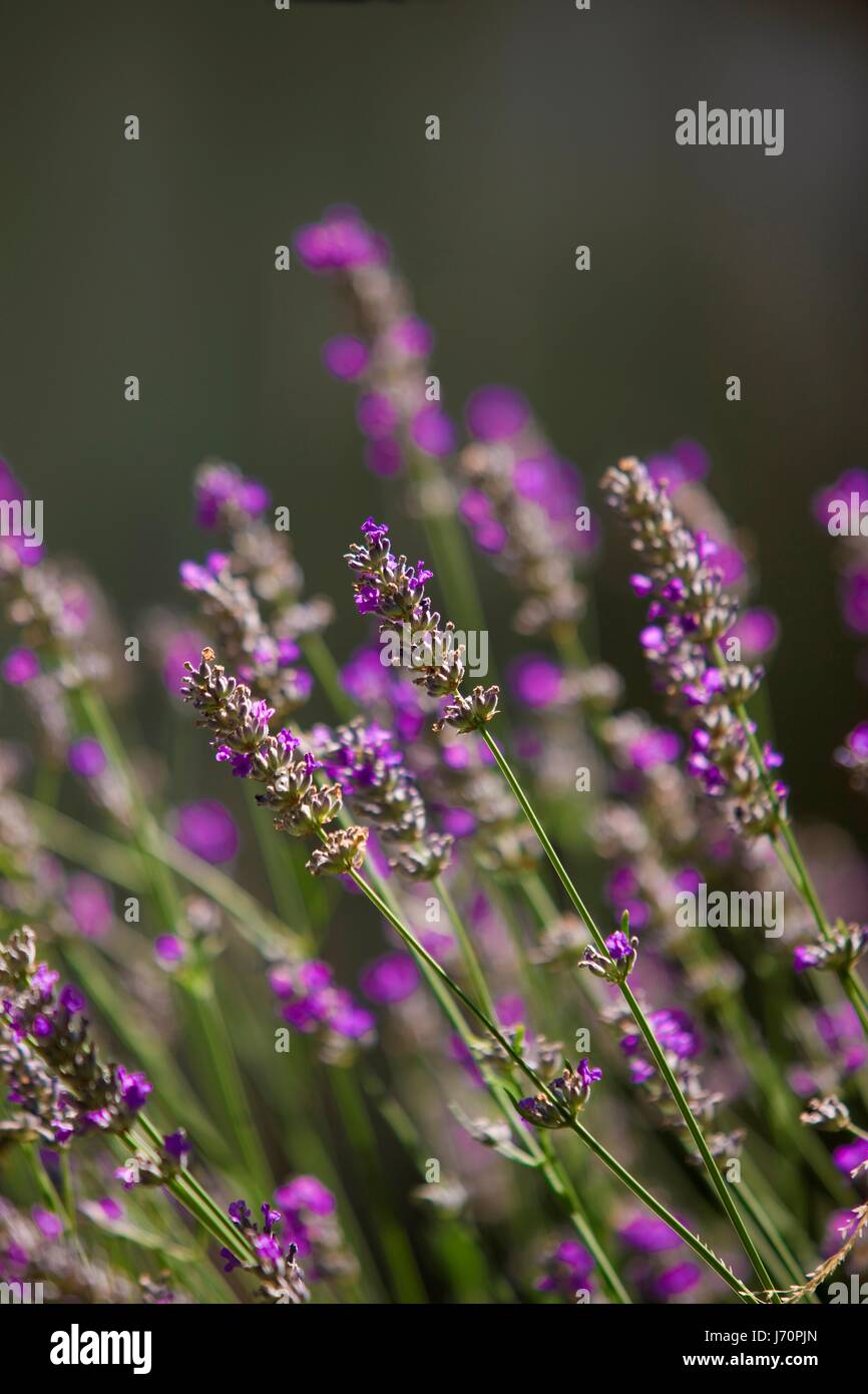 flower plant agriculture farming field flowers horizontal fields ...