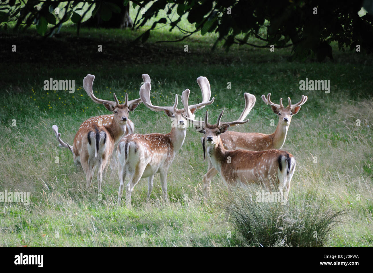 Shooting animal hi-res stock photography and images - Alamy