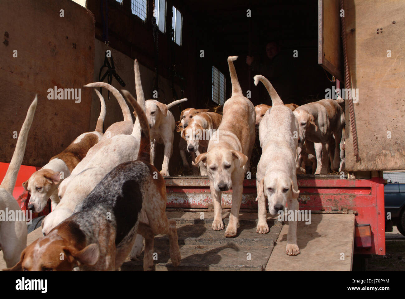 animal animals dog dogs hunt fox hounds hound sport sports run running ...