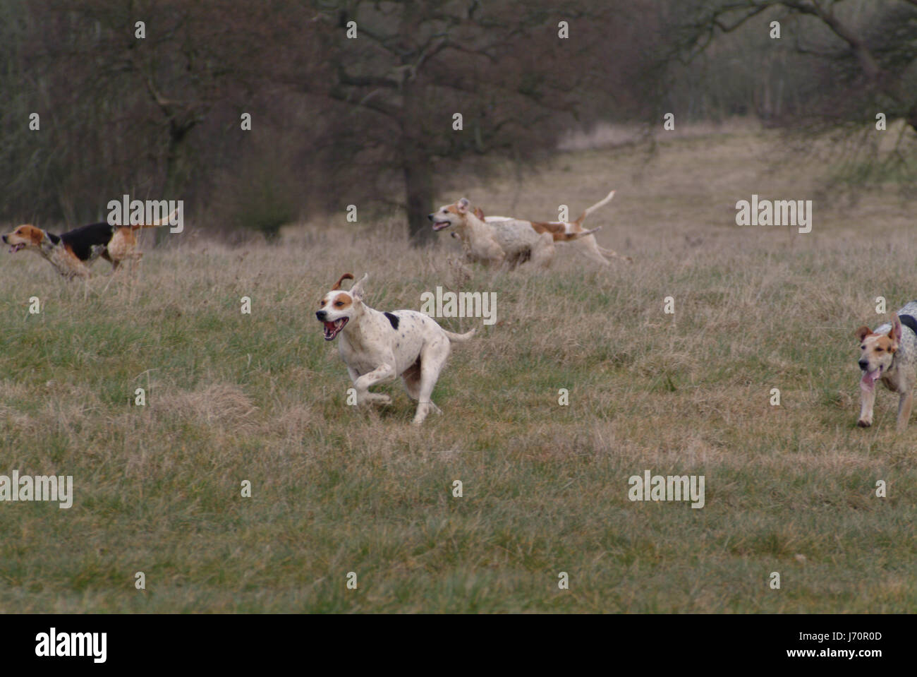 Hounds running hi-res stock photography and images - Alamy