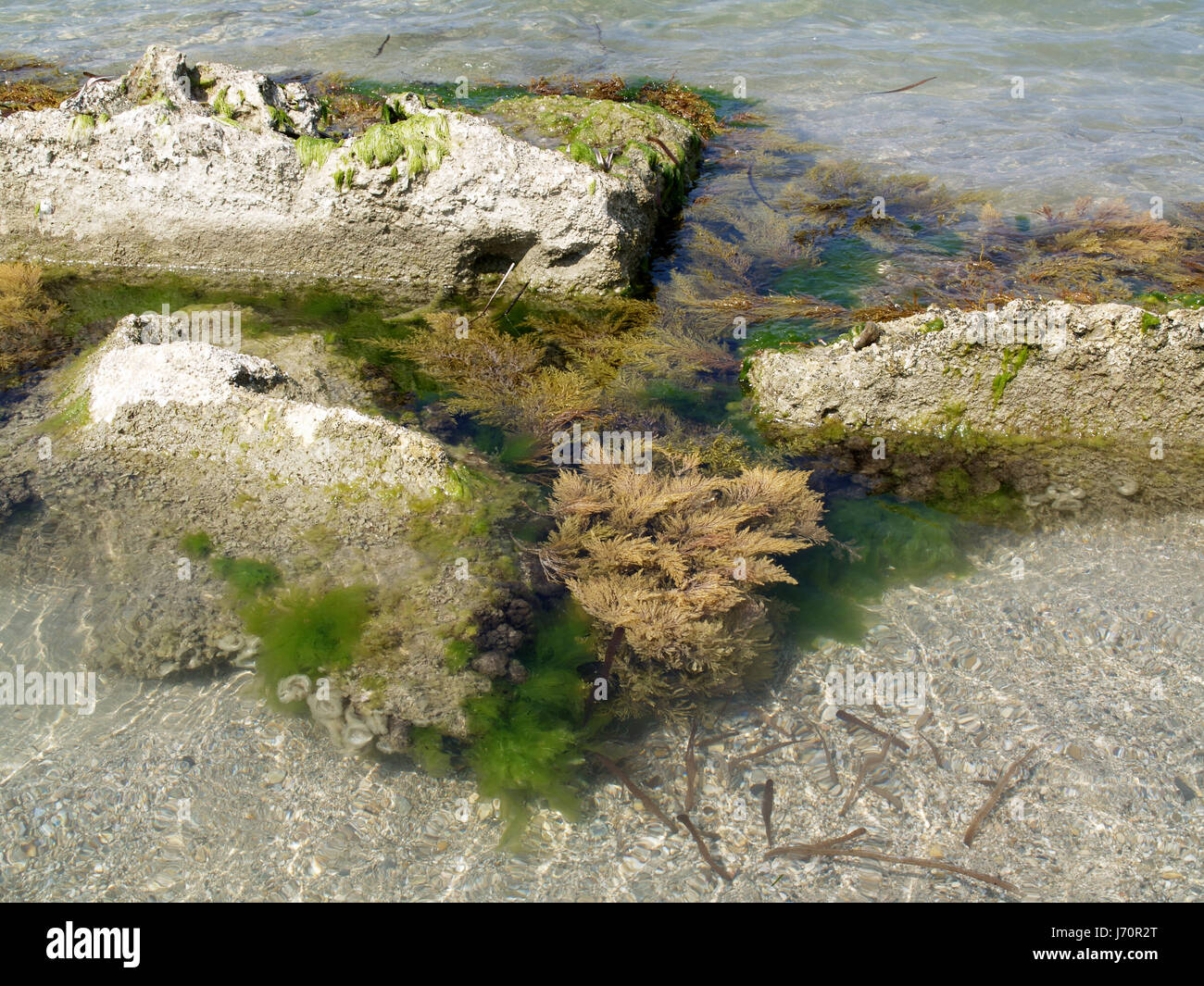 Seaweed in rock pool at Roda Beach, Corfu, Greece Stock Photo - Alamy