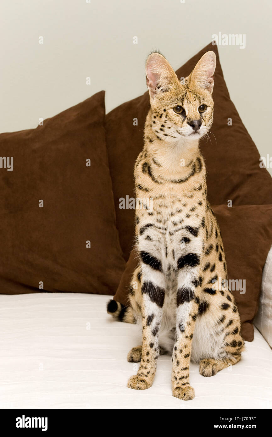 Serval cat skin hi-res stock photography and images - Alamy