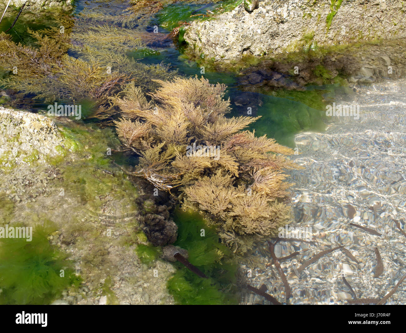 Seaweed in rock pool at Roda Beach, Corfu, Greece Stock Photo - Alamy