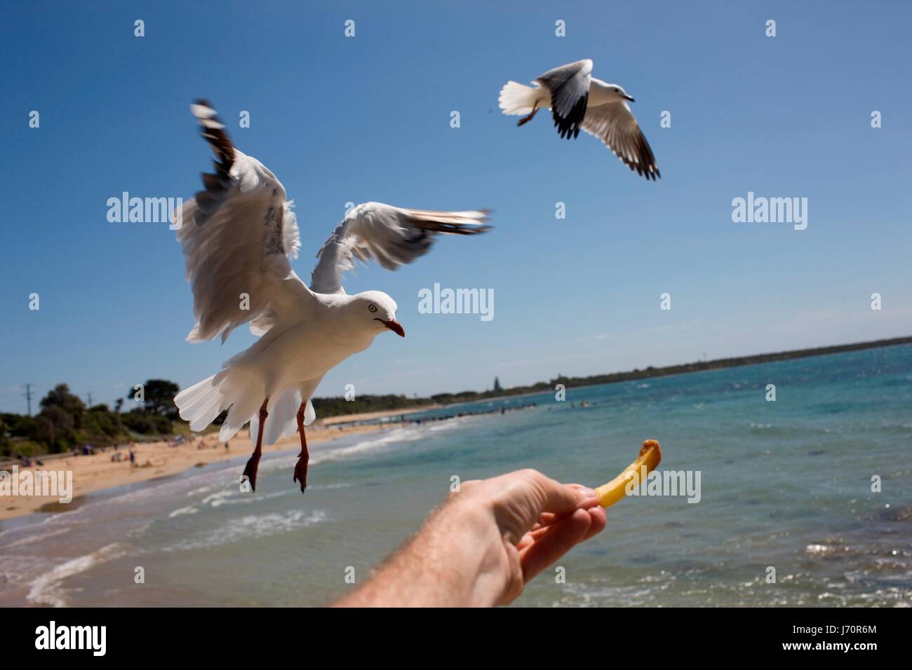 flight bird birds tame wildlife hungry captured grab feed interaction ...