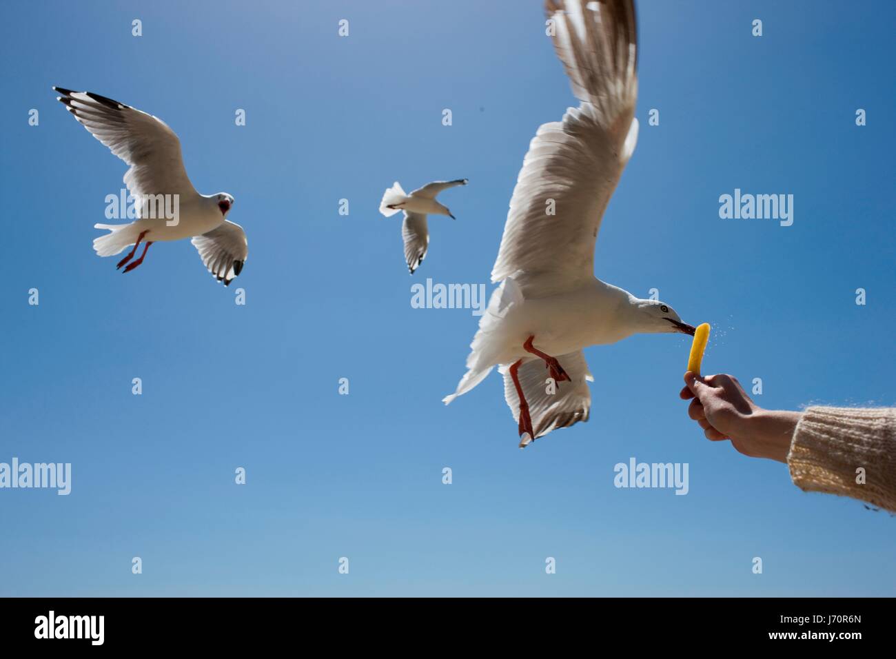 flight bird birds tame wildlife hungry captured grab feed interaction ...