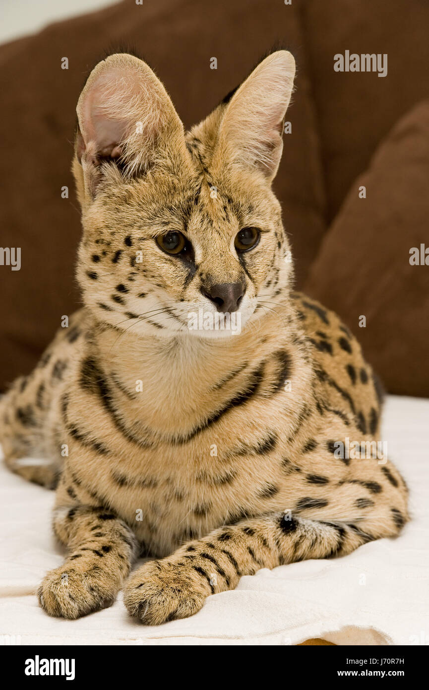 Serval cat skin hi-res stock photography and images - Alamy