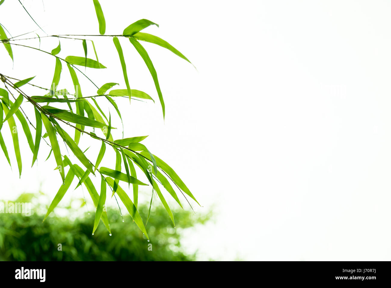 Bamboo leaves with water drops isolated on white background Stock Photo ...