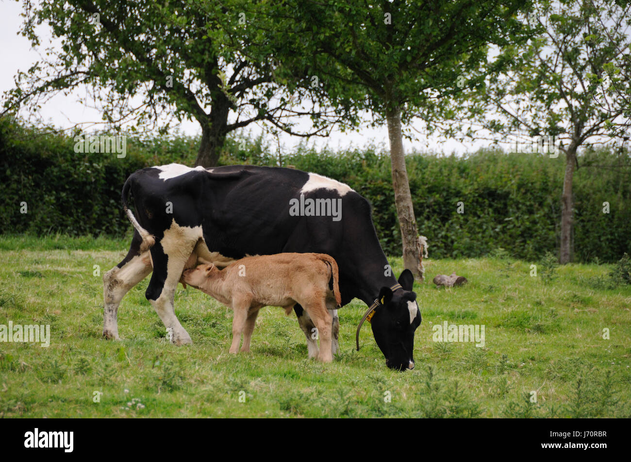 Diary cow milk hi-res stock photography and images - Alamy