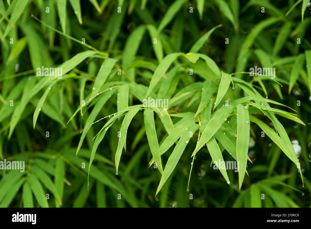Beautiful bamboo leaves with raindrops.Nature background Stock Photo ...