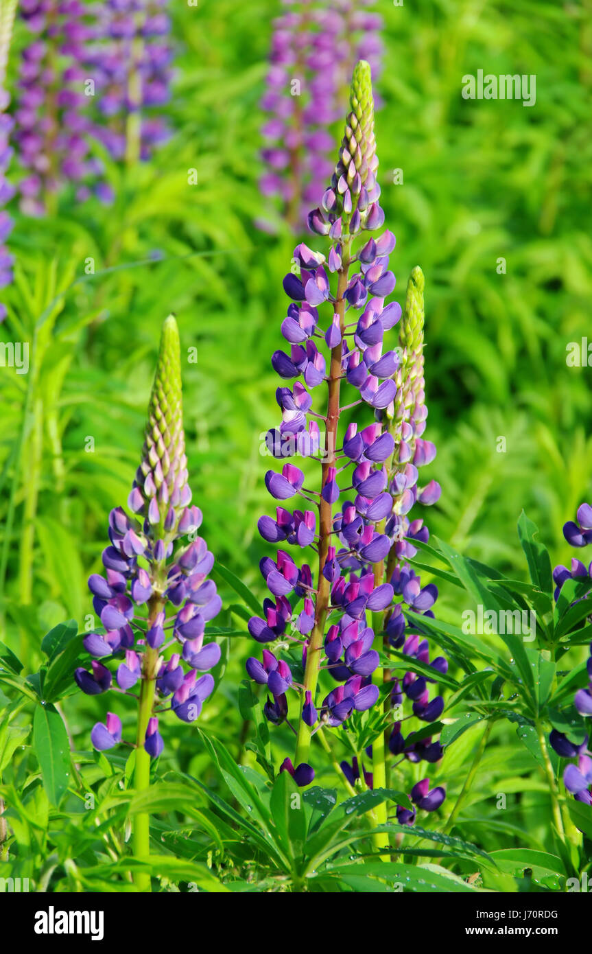 flower plant bloom blossom flourish flourishing lupin blue leaf flower ...