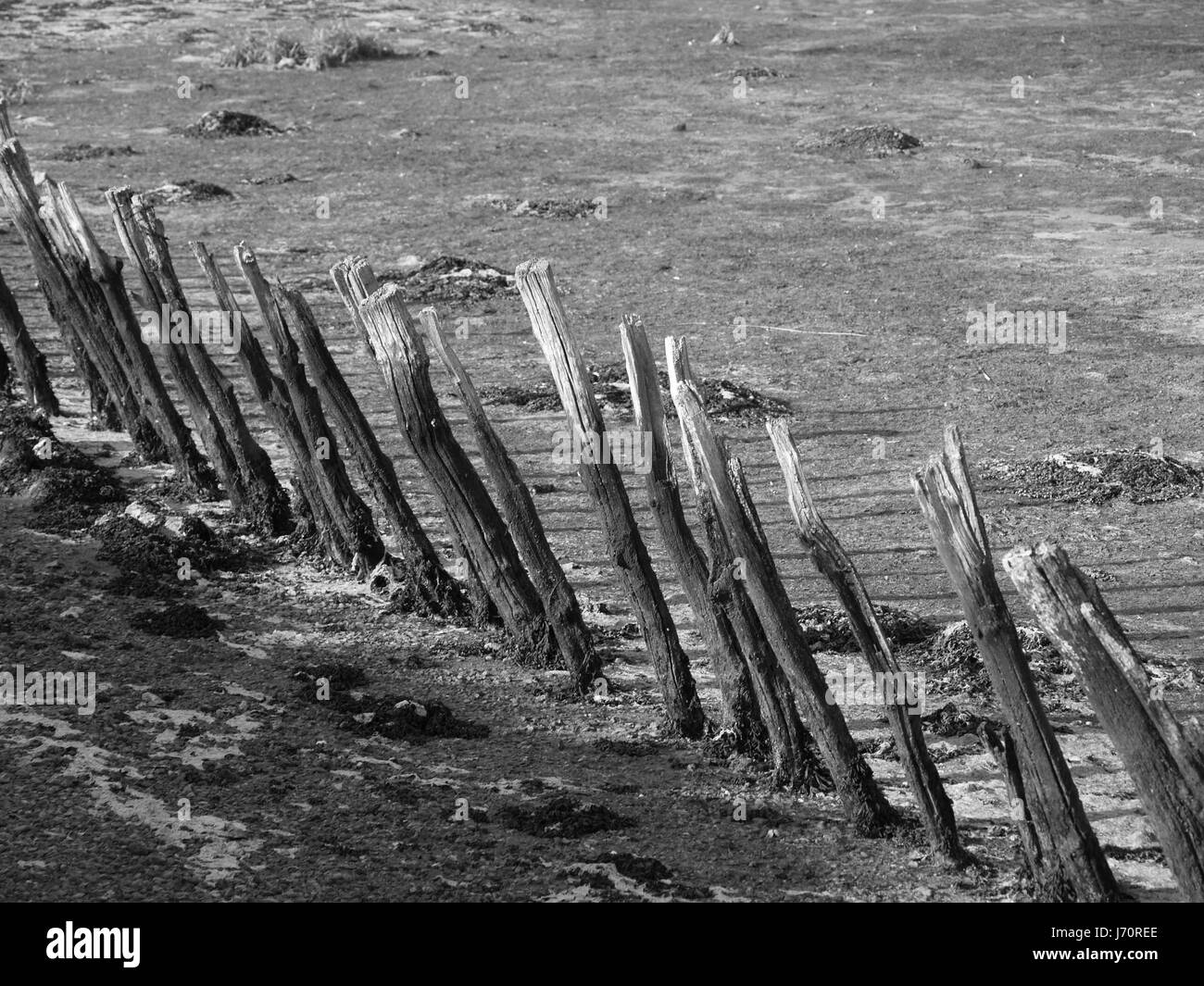 Decaying wooden groins at Calshot beach, Southampton, Hampshire England ...