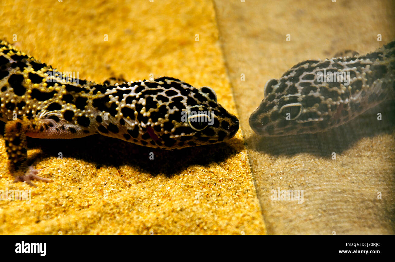 gecko and the mirror Stock Photo - Alamy