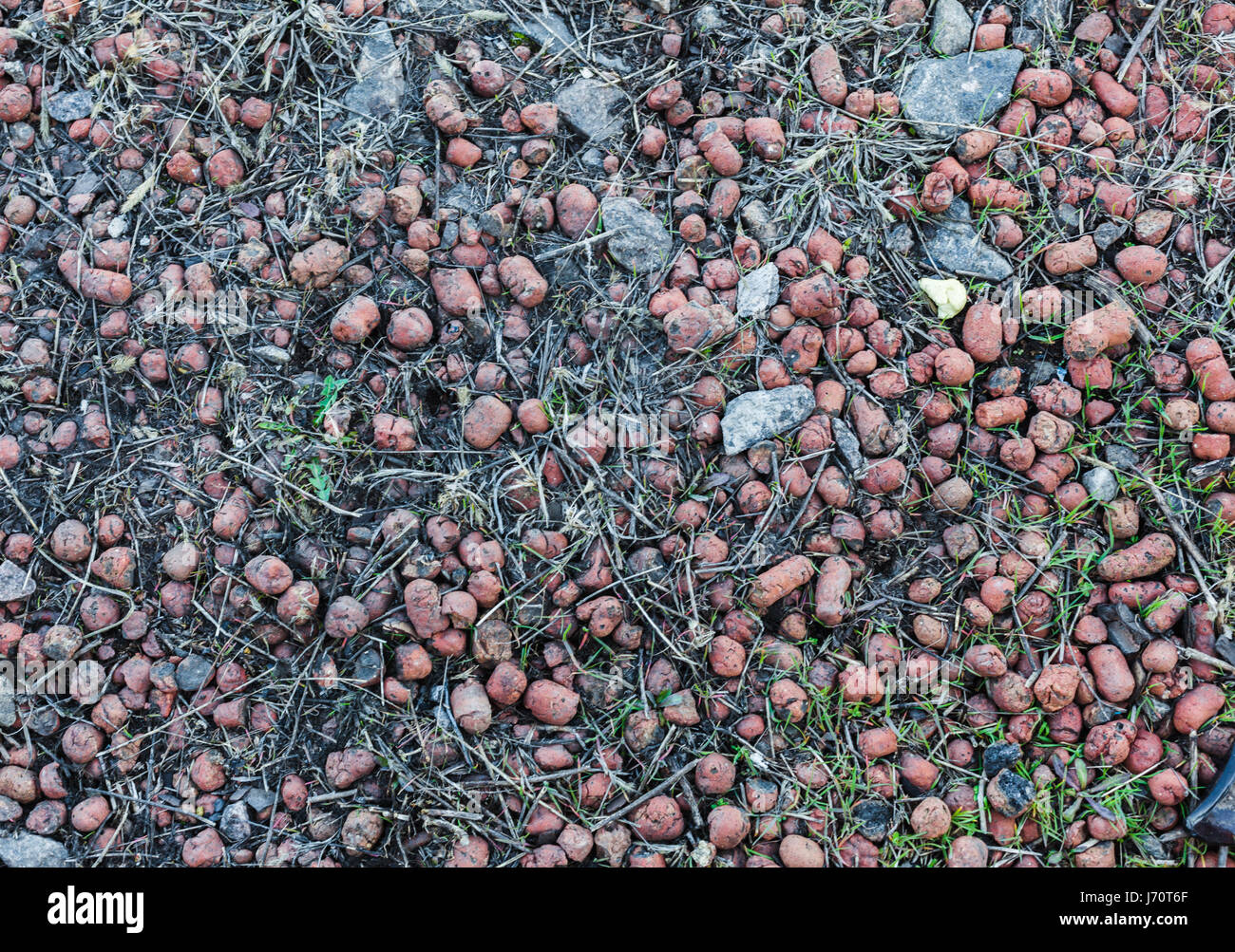 Expanded Clay Aggregate Grow Rocks Horizontal image Stock Photo - Alamy