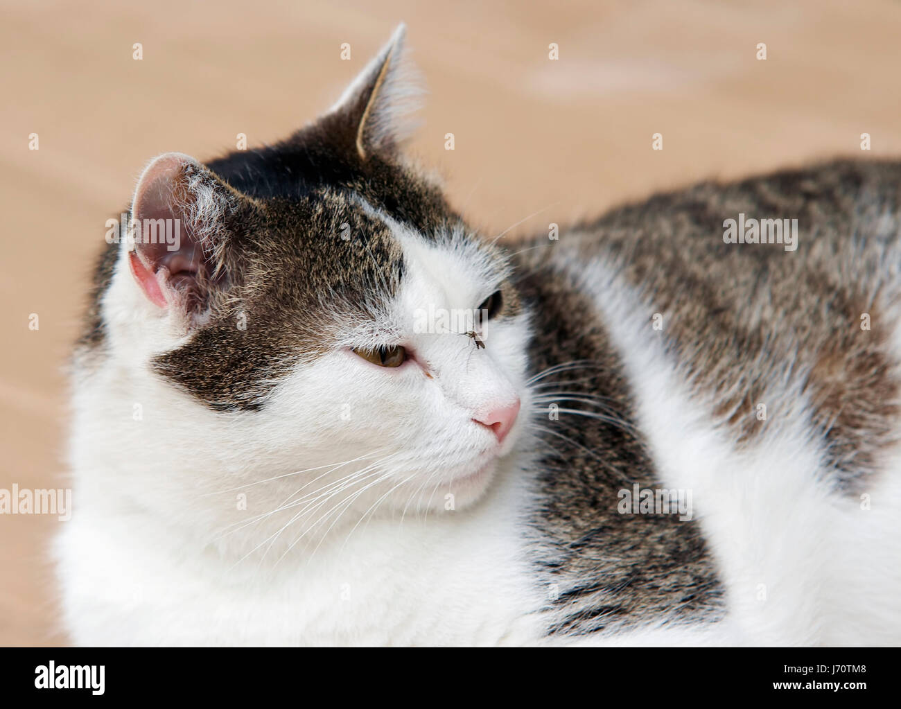 detail pet nose mosquito pussycat cat domestic cat detail closeup ...