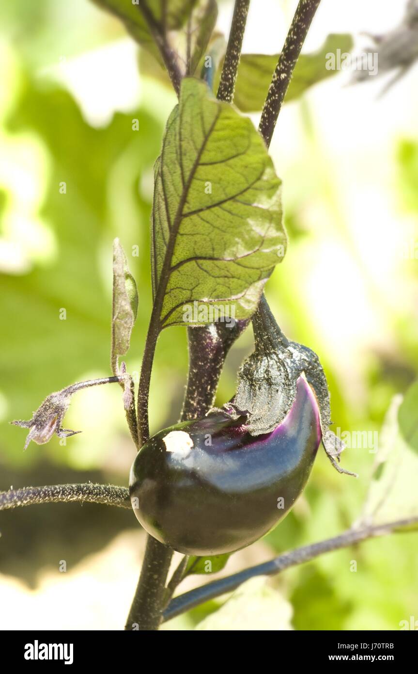 garden vegetable cultivation growth grow gardens plant eggplant food ...