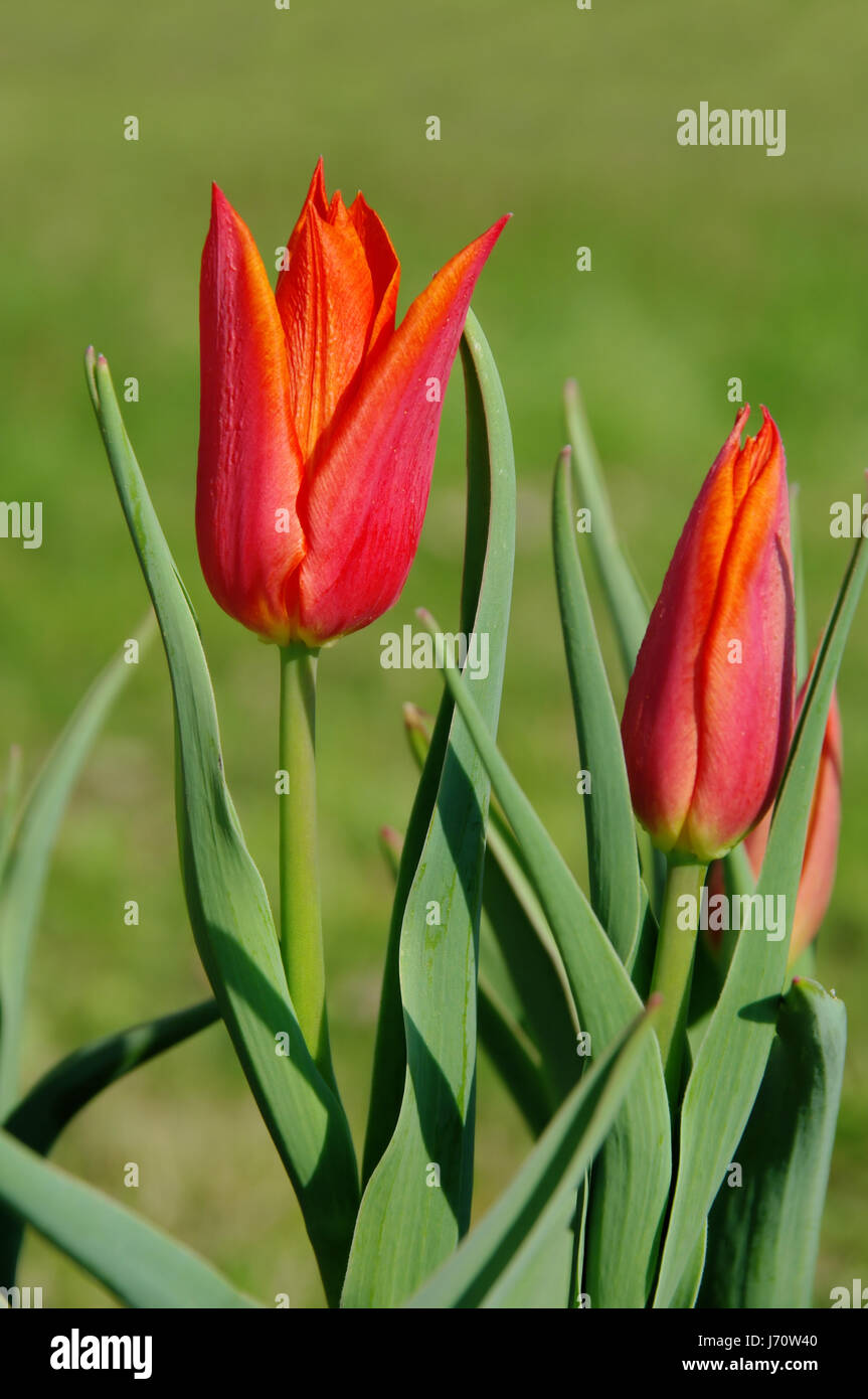 tulip red - red tulip 16 Stock Photo - Alamy