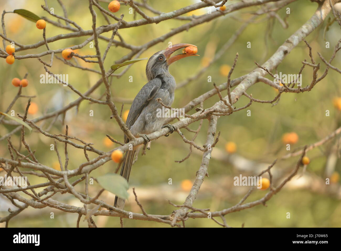 Hills fig tree hi-res stock photography and images - Alamy