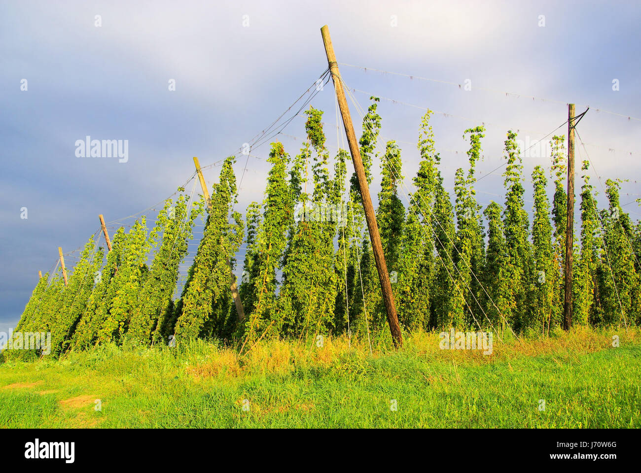 Leaf branch umbel hop hi-res stock photography and images - Alamy