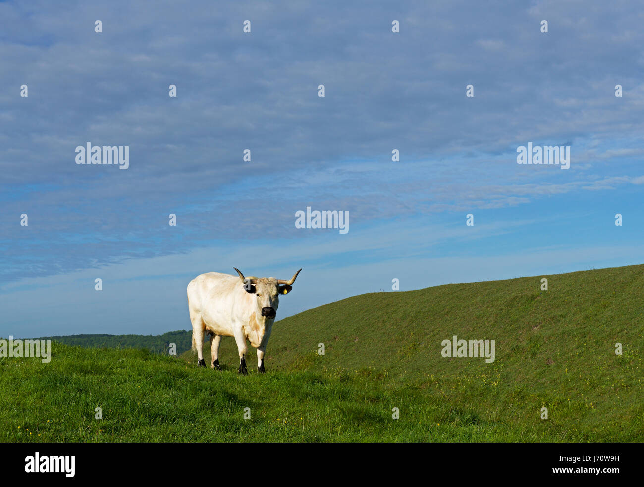 Prehistoric cow hi-res stock photography and images - Alamy