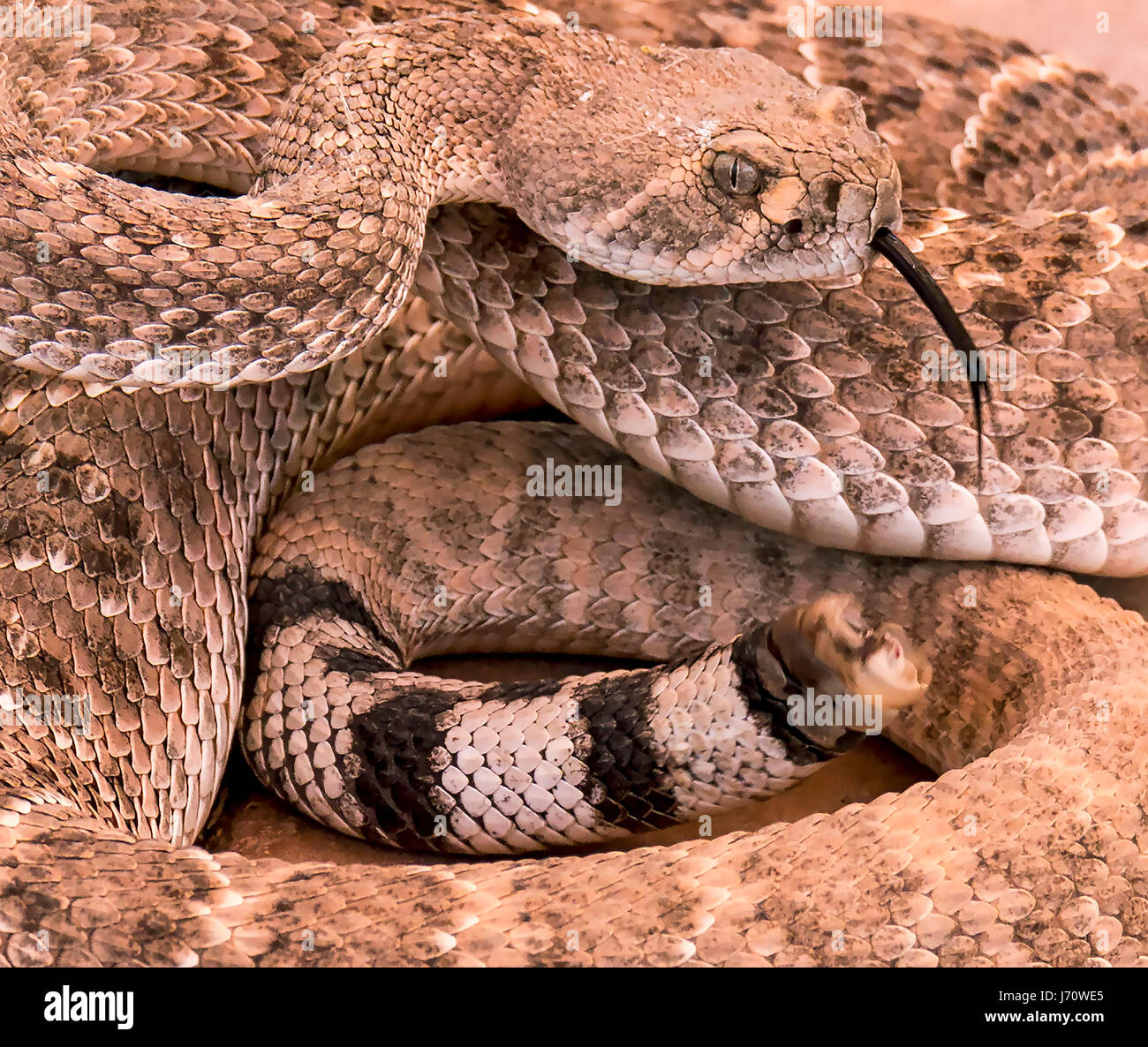 Western Diamondback Rattlesnake Texas Hi res Stock Photography And Western Diamondback Rattlesnake Texas Hi res Stock Photography And