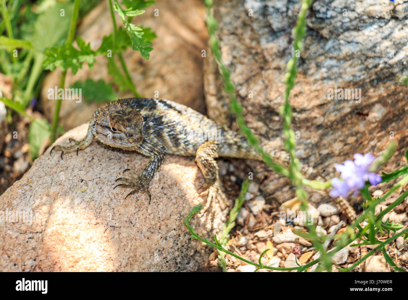 The desert spiny lizard ranges across the deserts of southwestern ...