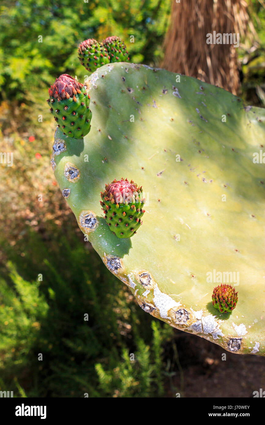 Mission prickly pear cactus beginning to bloom in early April. This is ...