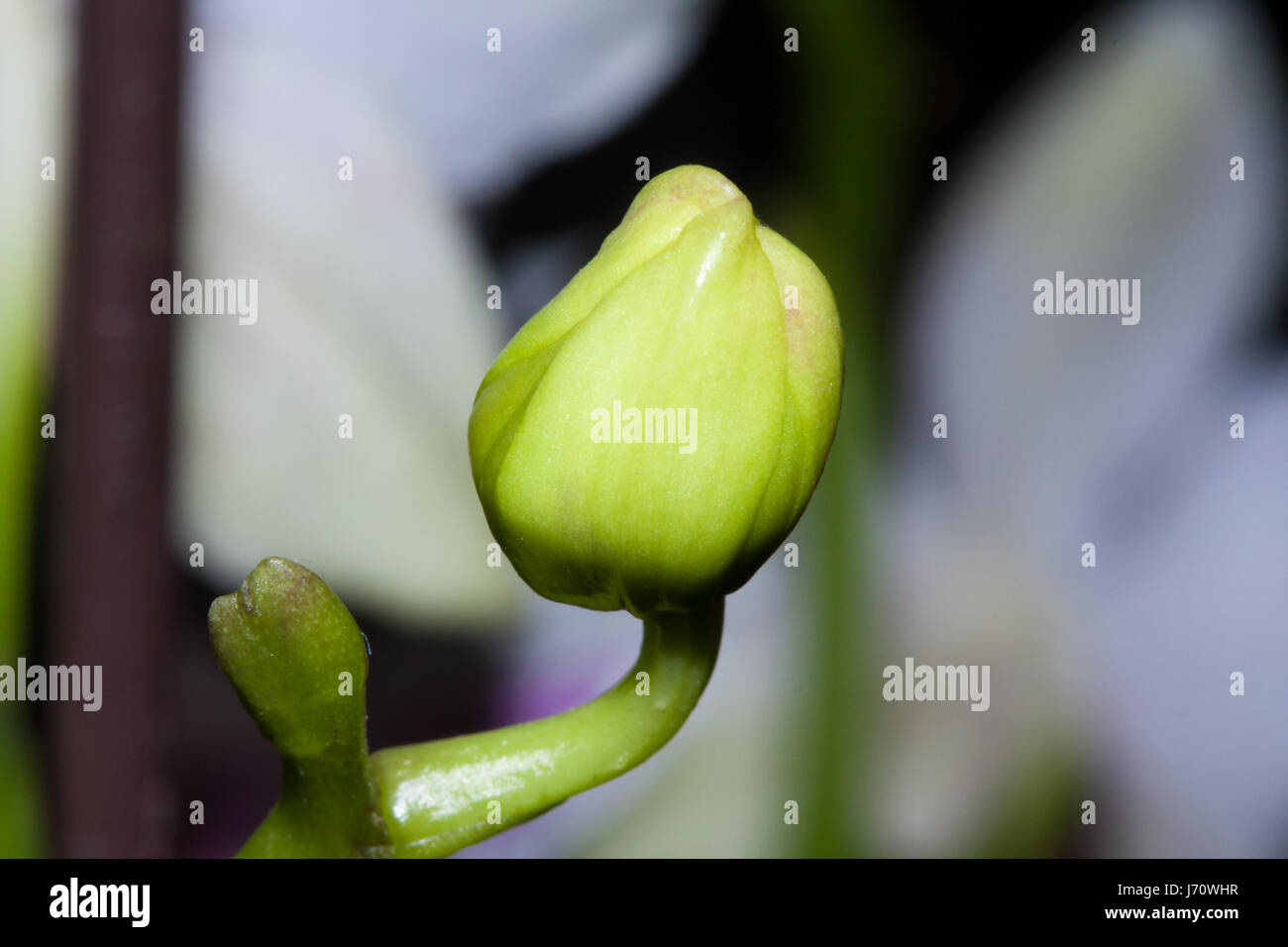 closed orchid flower Stock Photo - Alamy