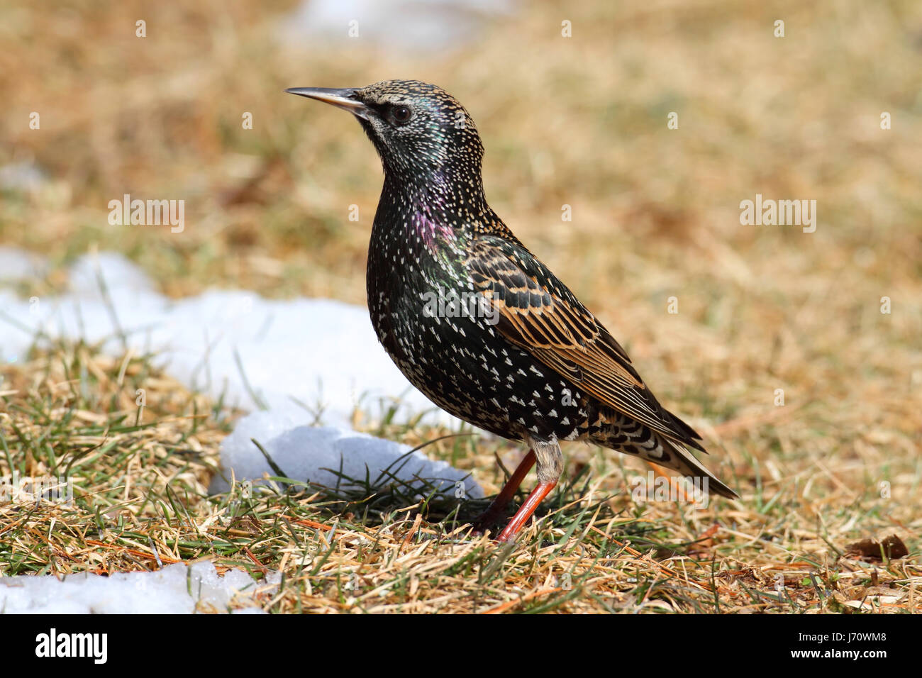 bird wild snow coke cocaine material drug anaesthetic addictive drug ...