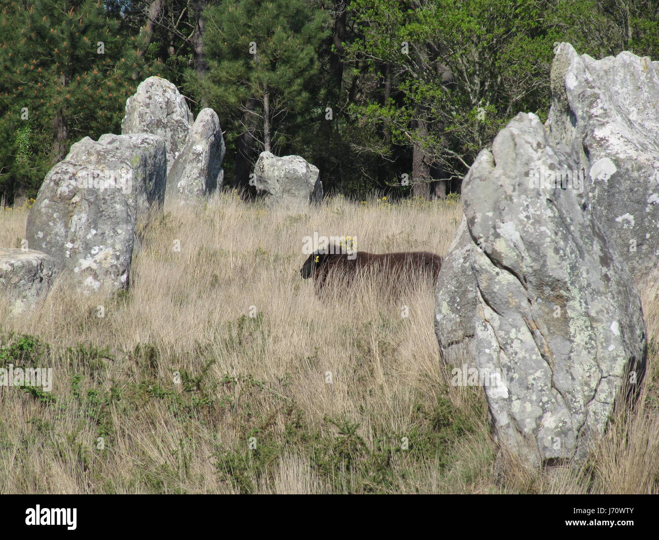 Historical sheep farm hi-res stock photography and images - Alamy