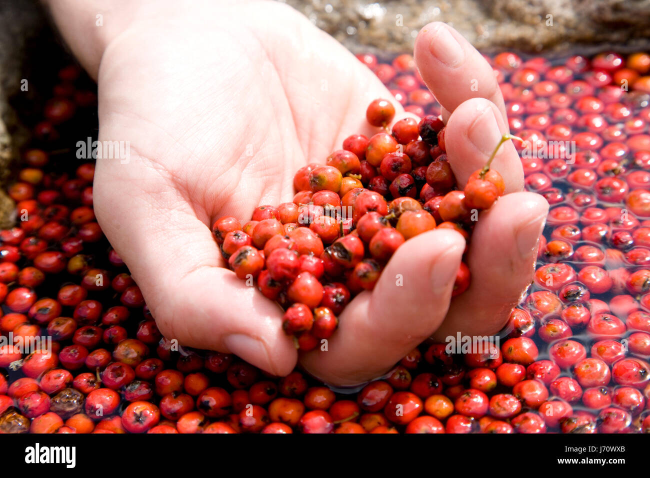 hand stone berries rowan berries granite stones hand finger art stone ...