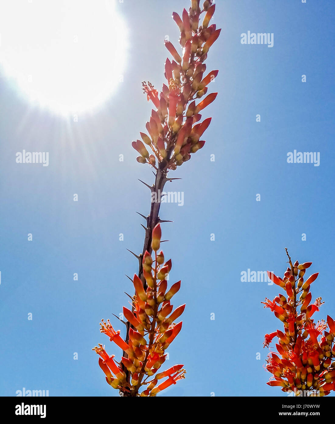 Ocotillo bloom with sun shining behind it. Fouquieria splendens ...