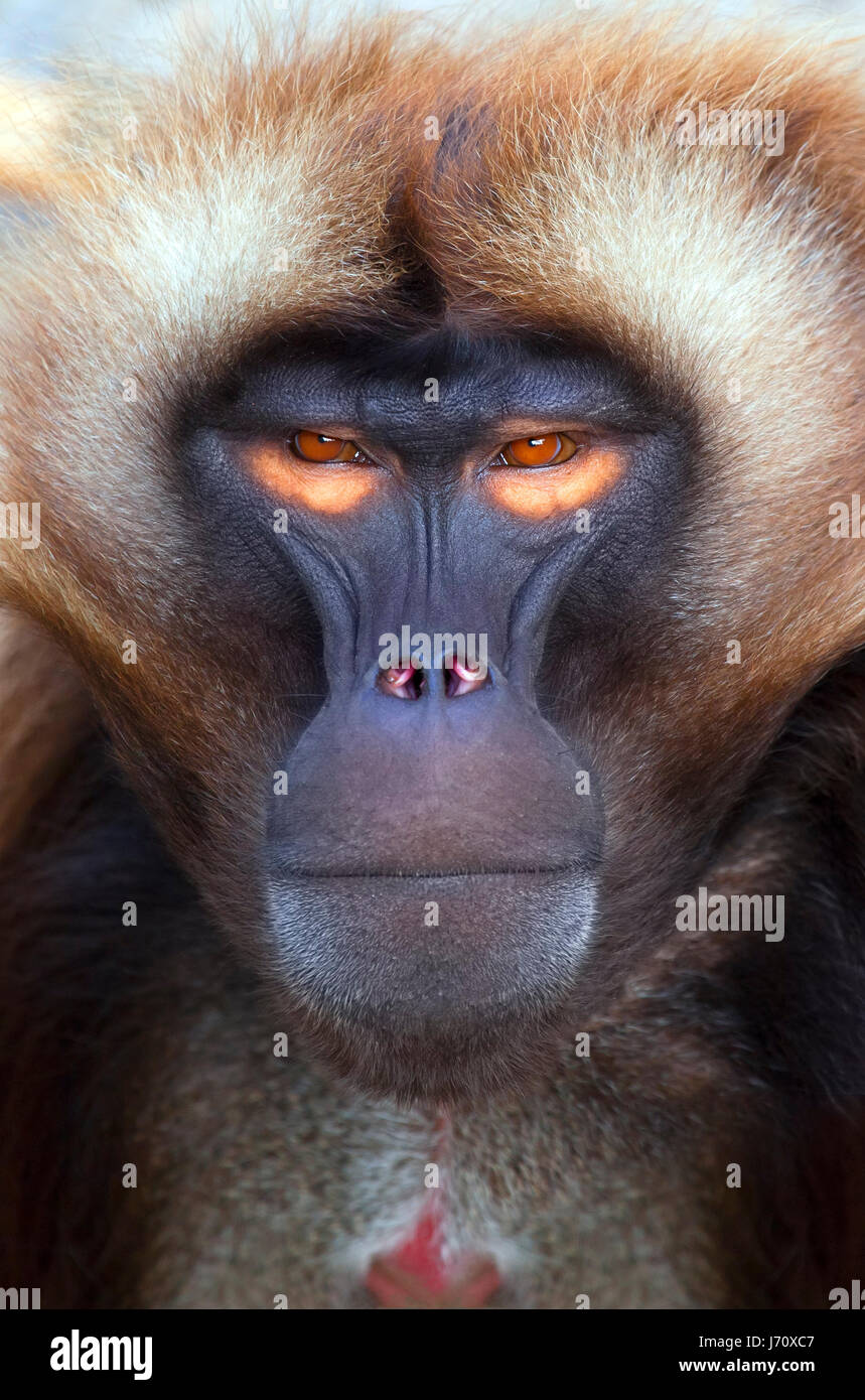 big large enormous extreme powerful imposing immense relevant animal ...