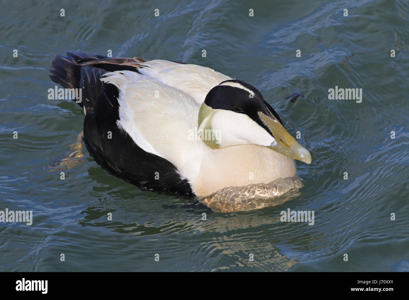 Common Eider drake Stock Photo - Alamy