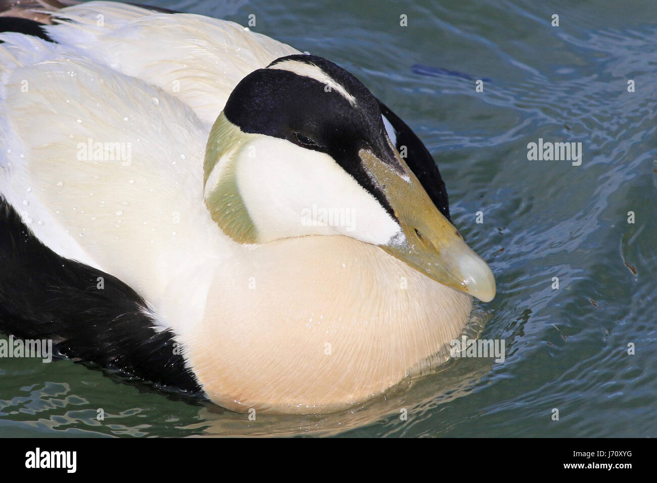 Common Eider drake Stock Photo - Alamy