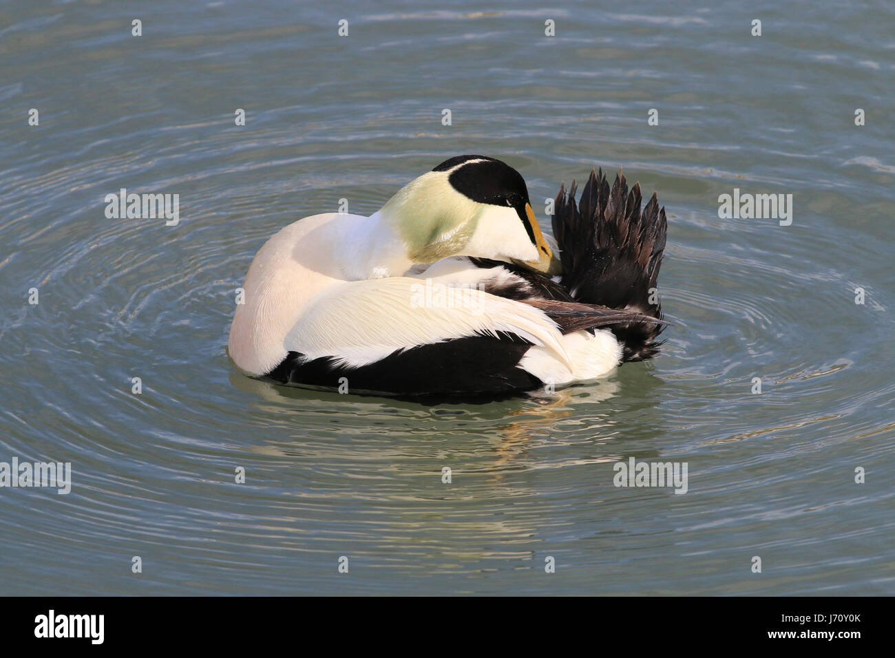 Common Eider drake Stock Photo - Alamy