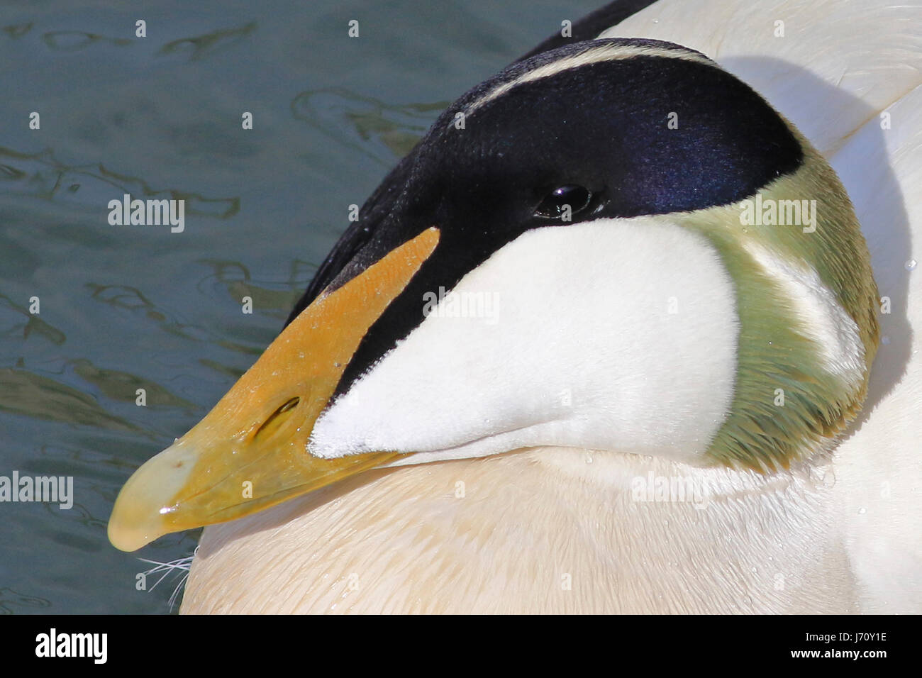 Common Eider drake Stock Photo - Alamy